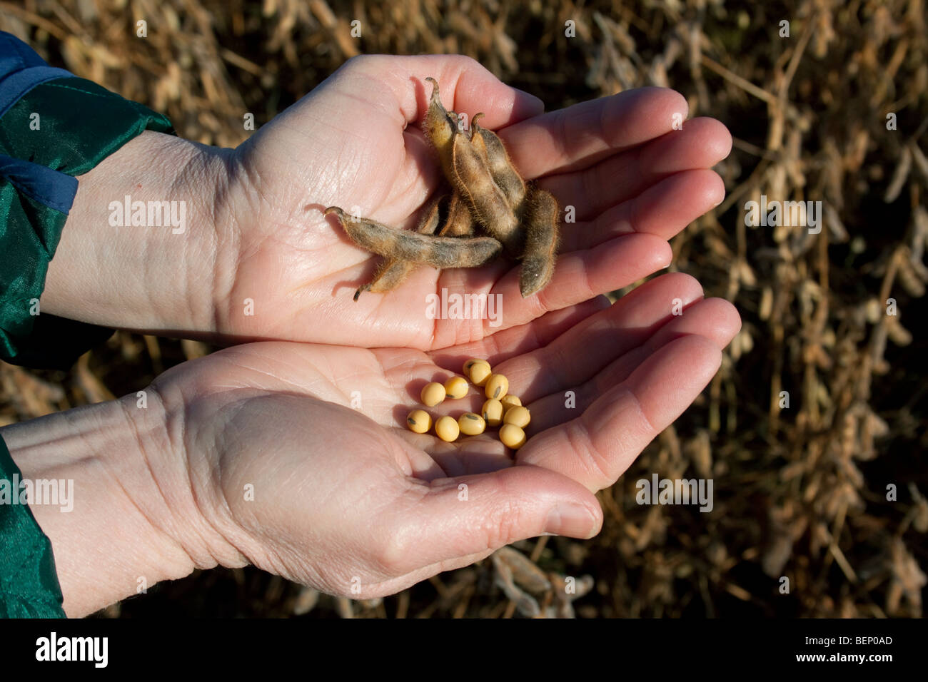 Soybeans, mature, ripened, Saginaw County, Michigan, USA, by Dembinsky ...