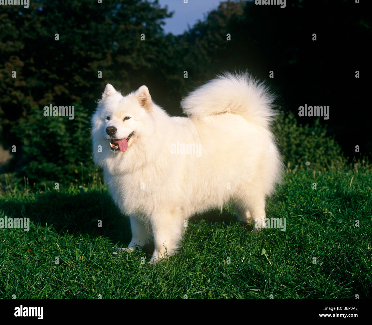 Pedigree samoyed hi-res stock photography and images - Alamy