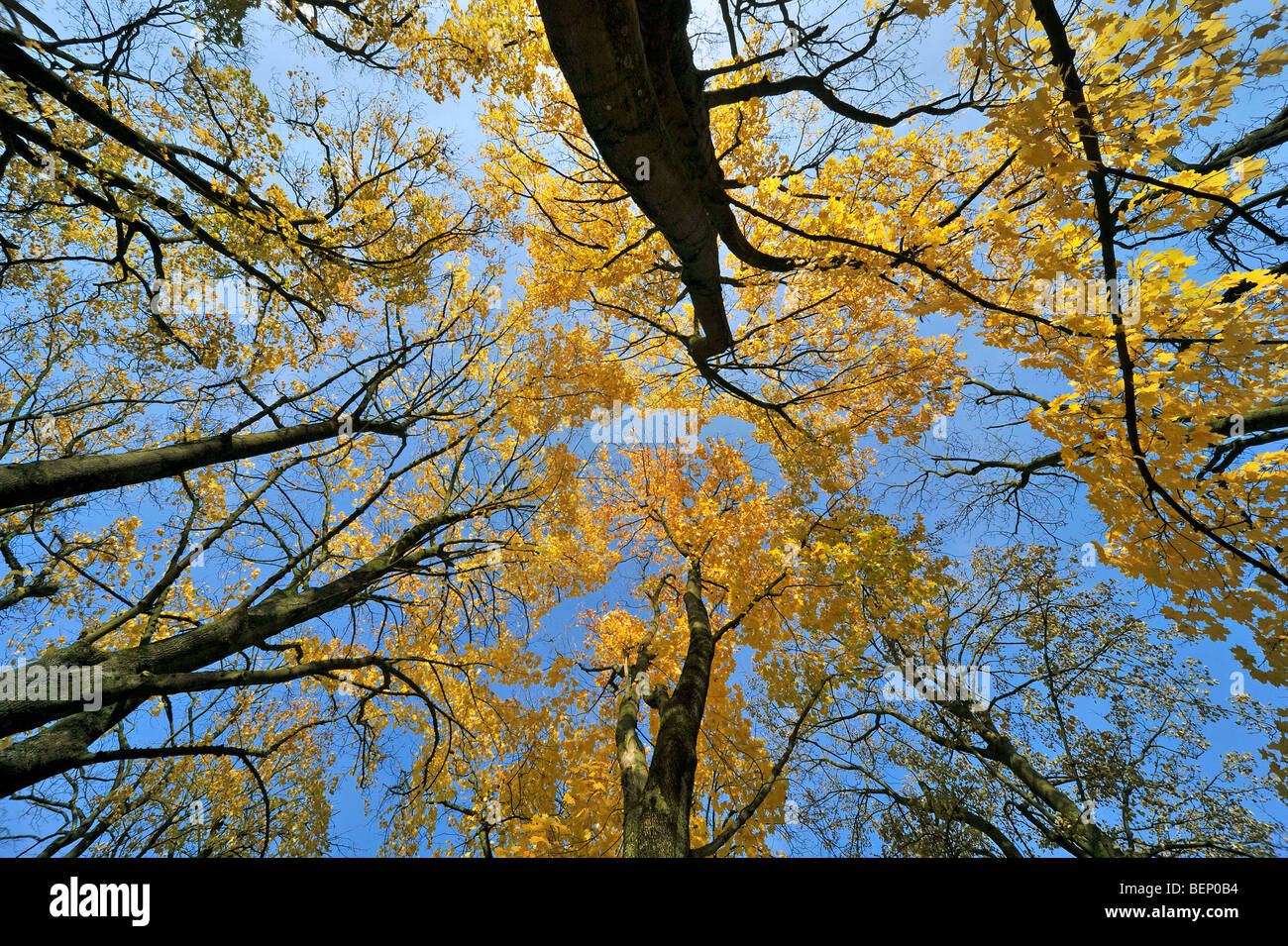 Norway maple tree hi-res stock photography and images - Alamy