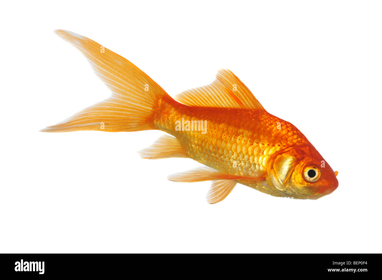 Animal gill hi-res stock photography and images - Alamy