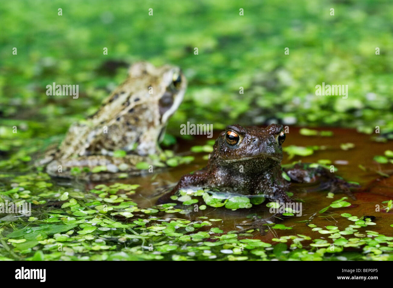 Juvenile common toad (Bufo bufo) and European common brown frog (Rana ...
