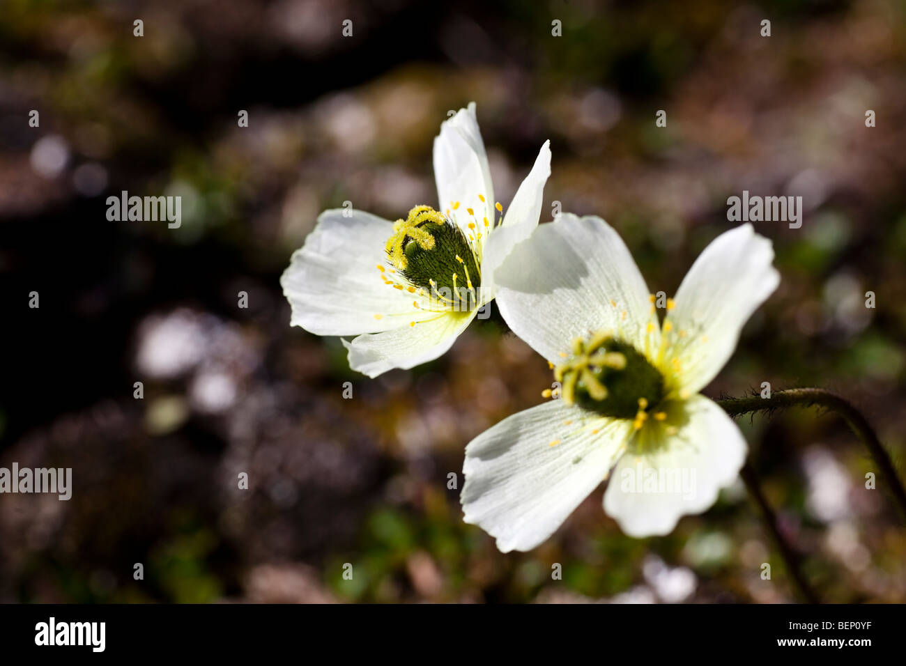 Svalbard poppy hi-res stock photography and images - Alamy