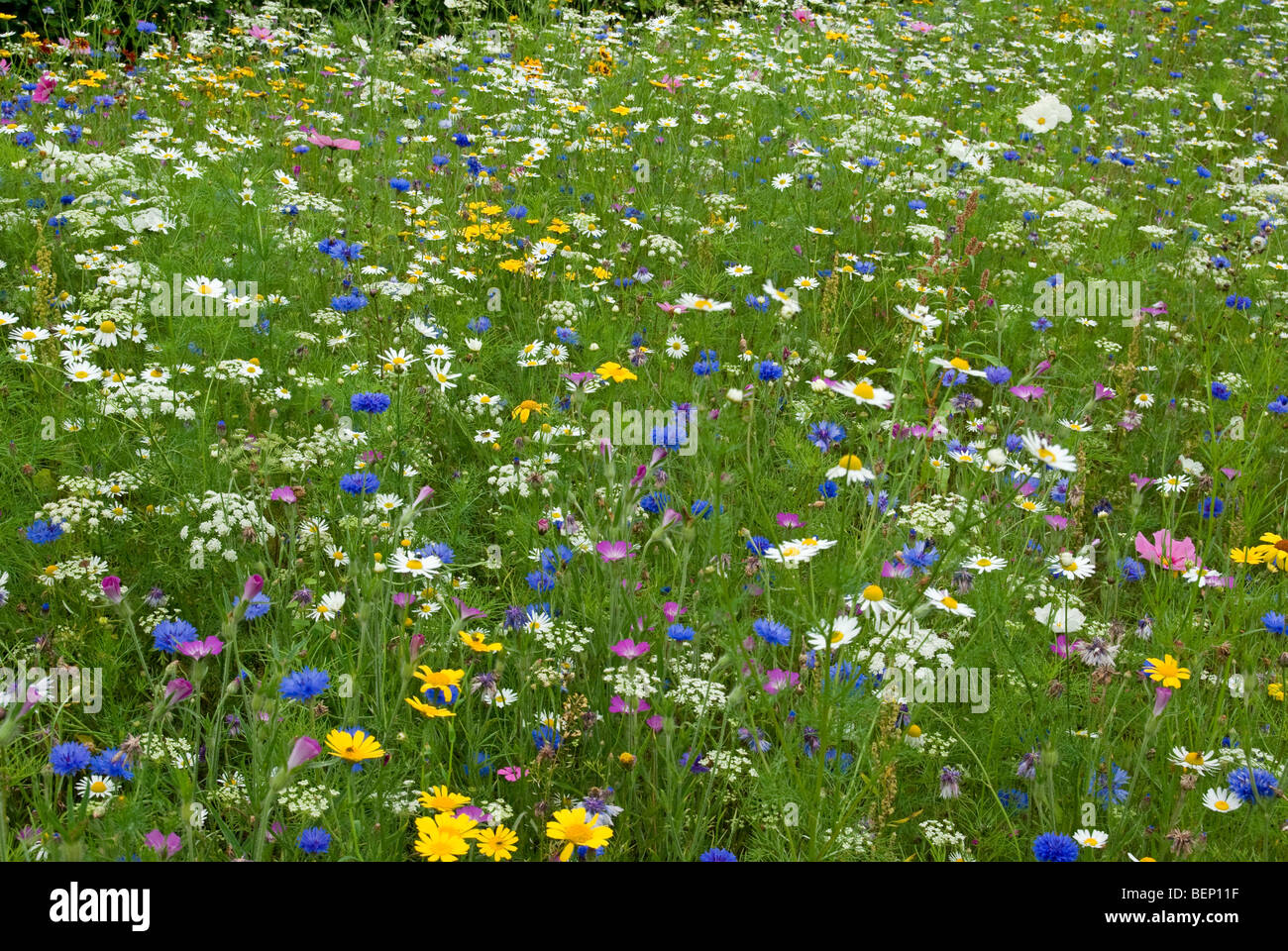 wildflower meadow RHS [Harlow Carr] Gardens Harrogate Stock Photo - Alamy