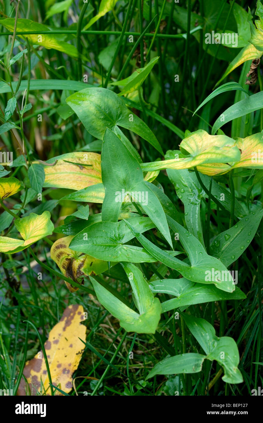 Arrowhead (Sagittaria sagittifolia) growing at the water's edge along ...
