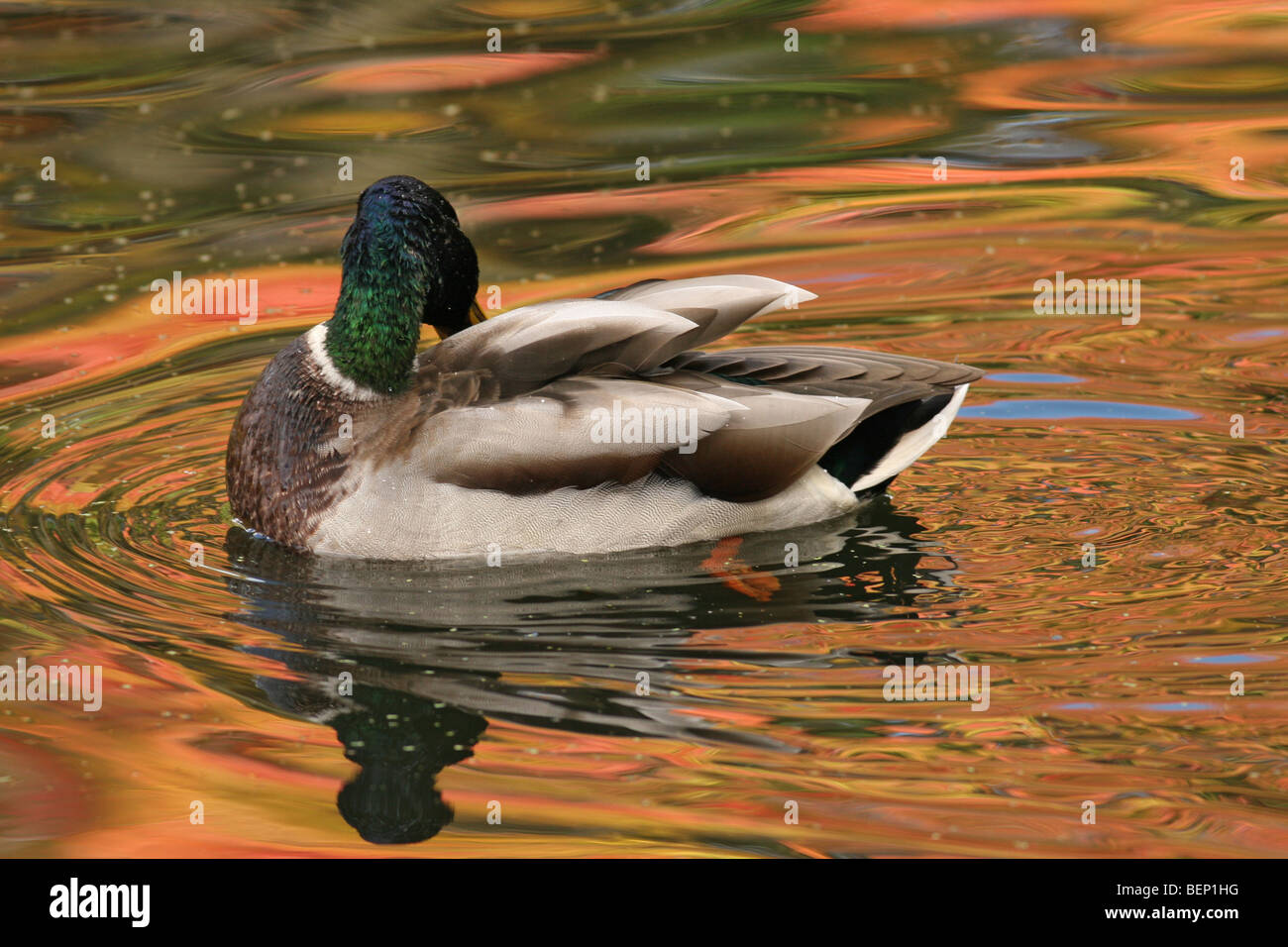 Male Mallard Preening High Resolution Stock Photography and Images - Alamy