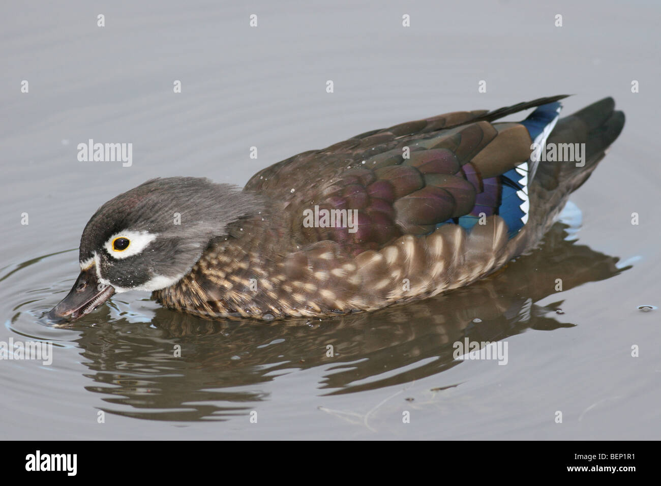 Female wood duck dabbling in pond Stock Photo - Alamy