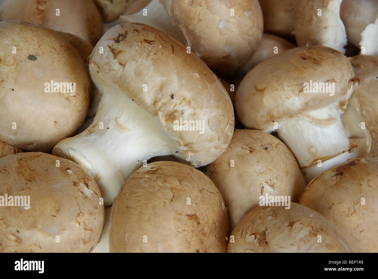 Champignon mushroom detail hi-res stock photography and images - Alamy