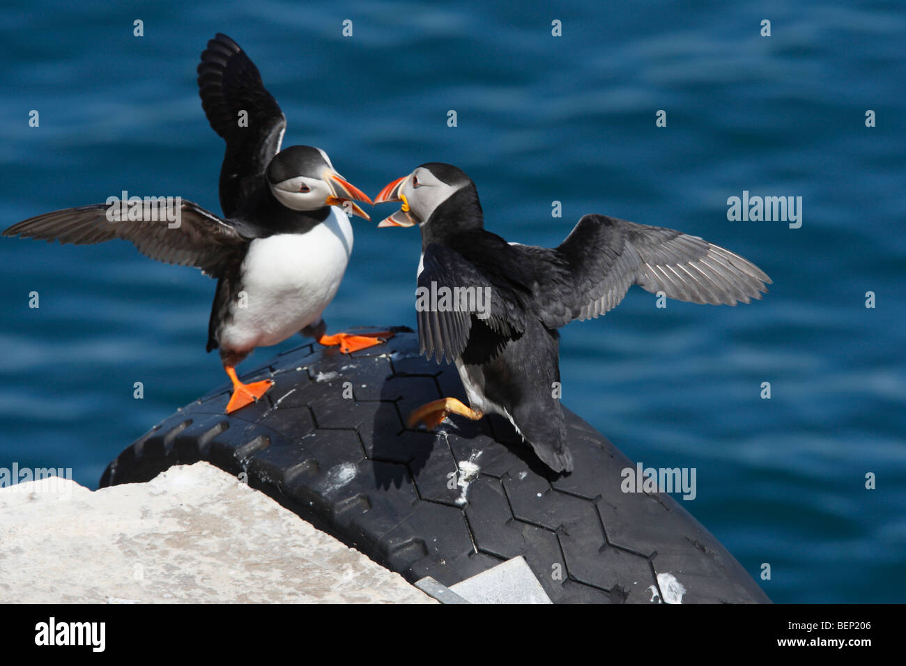 Puffin spot hi-res stock photography and images - Alamy