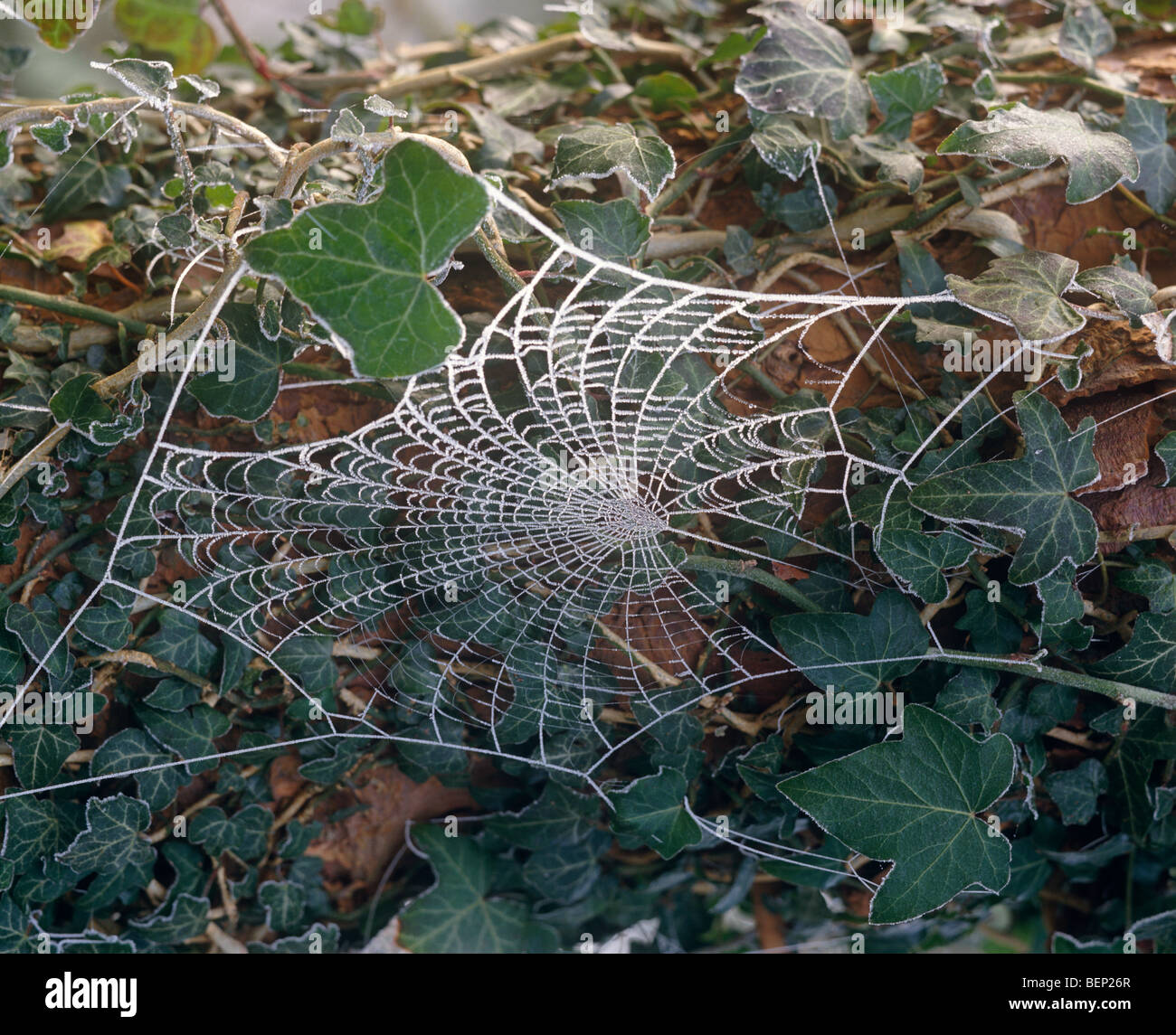 Iced spider web hi-res stock photography and images - Alamy