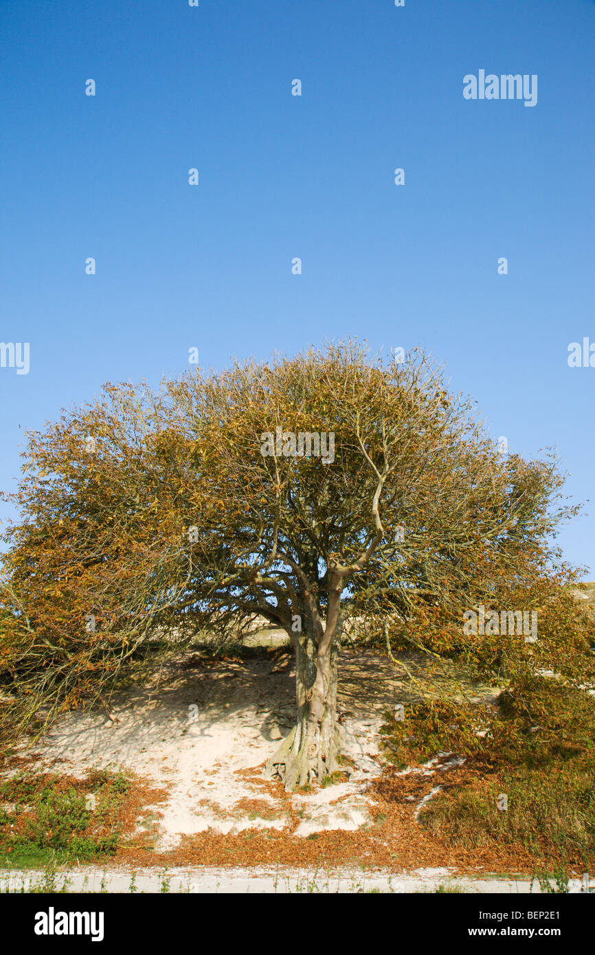 A Horse Chestnut tree in the Cuckmere Valley, Sussex, England, UK Stock ...