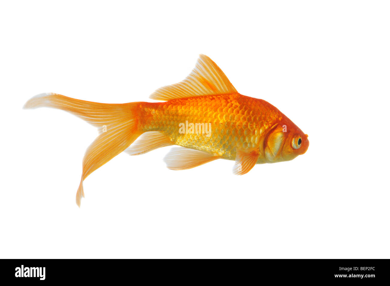 Gold white fish hi-res stock photography and images - Alamy