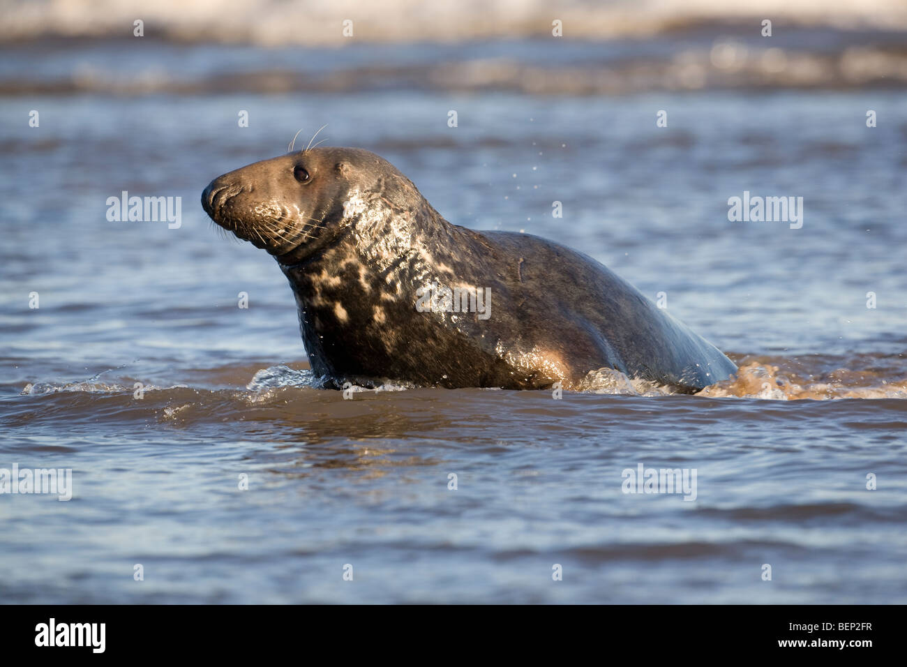 300kgs hi-res stock photography and images - Alamy