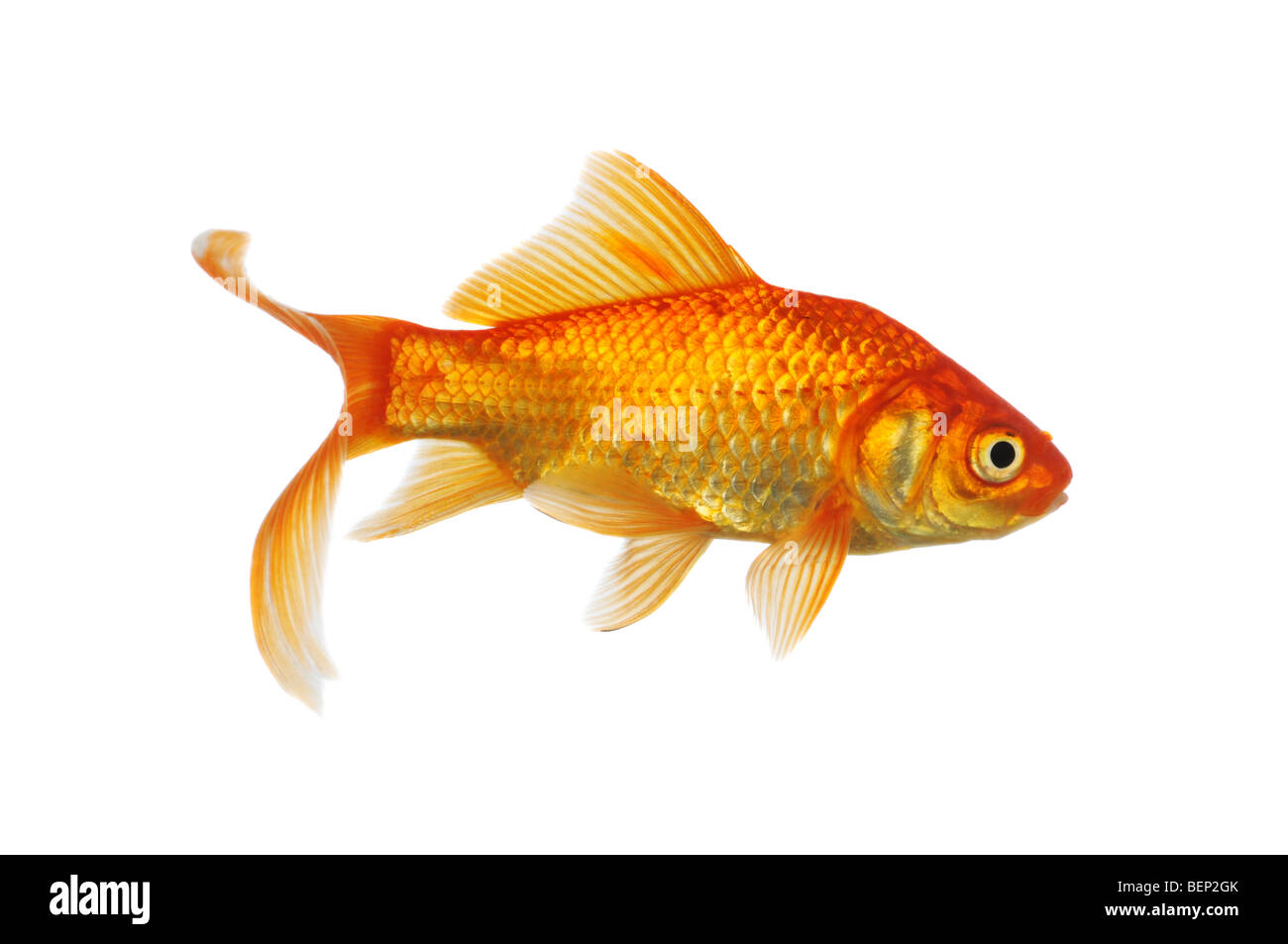 Gold Fish side view isolated on a white background Stock Photo - Alamy
