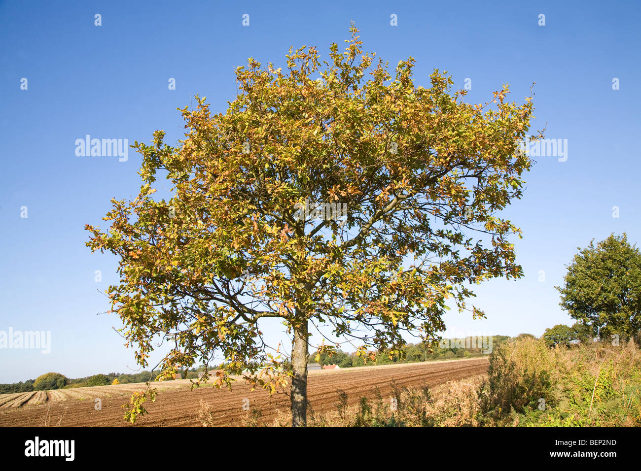 Small oak tree in autumn against blue sky Stock Photo - Alamy