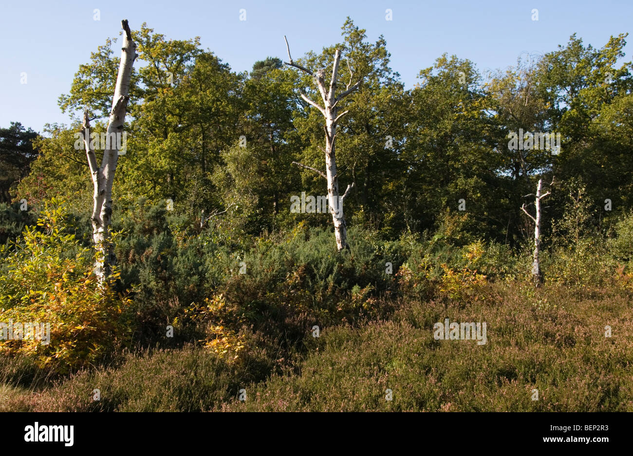 Keston Common, Bromley, England Stock Photo - Alamy