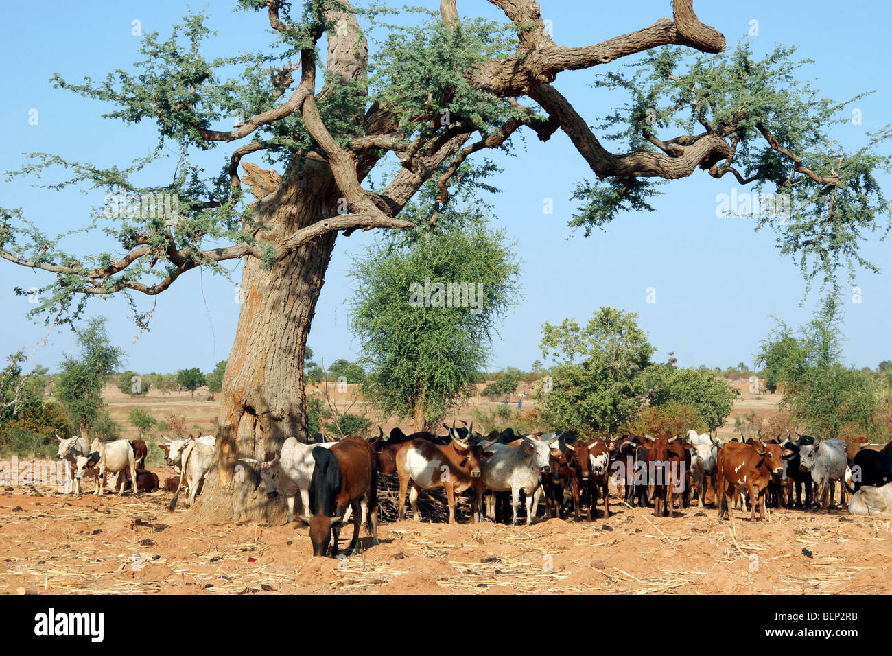 Sanga cattle (Bos taurus africanus) cows grazing under tree in semi ...
