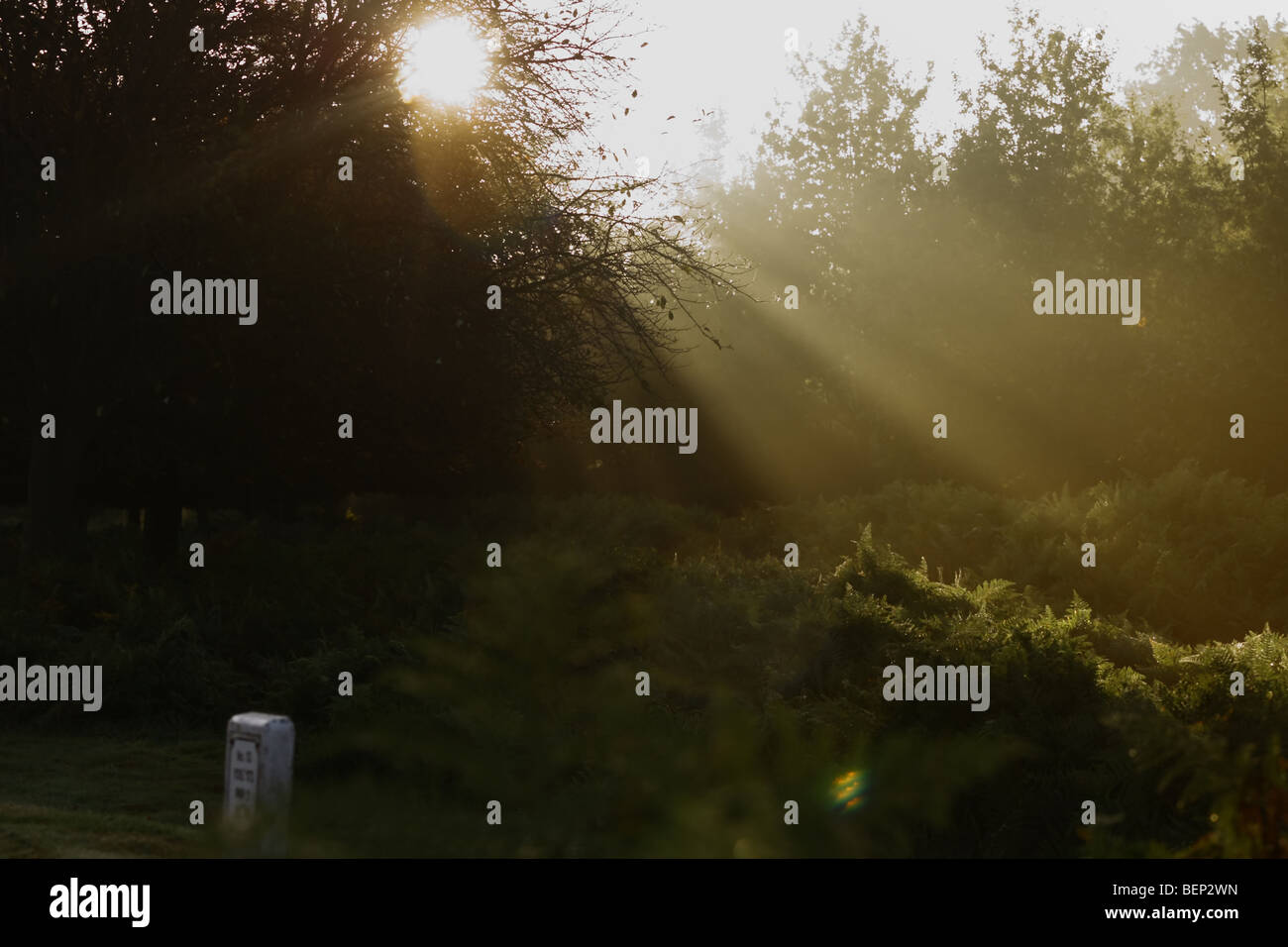 Bracken landscape hi-res stock photography and images - Alamy