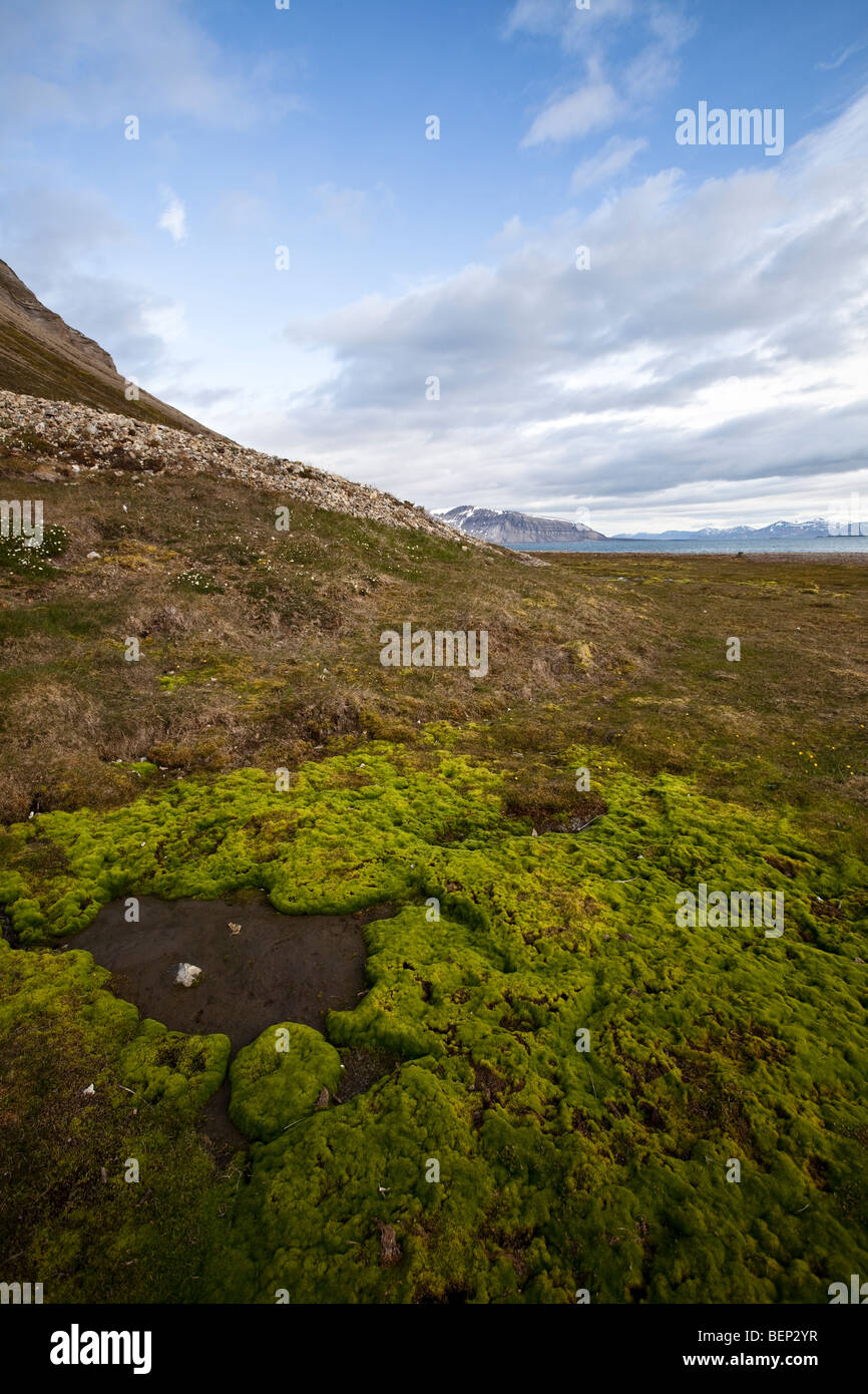 Arctic moss hi-res stock photography and images - Alamy