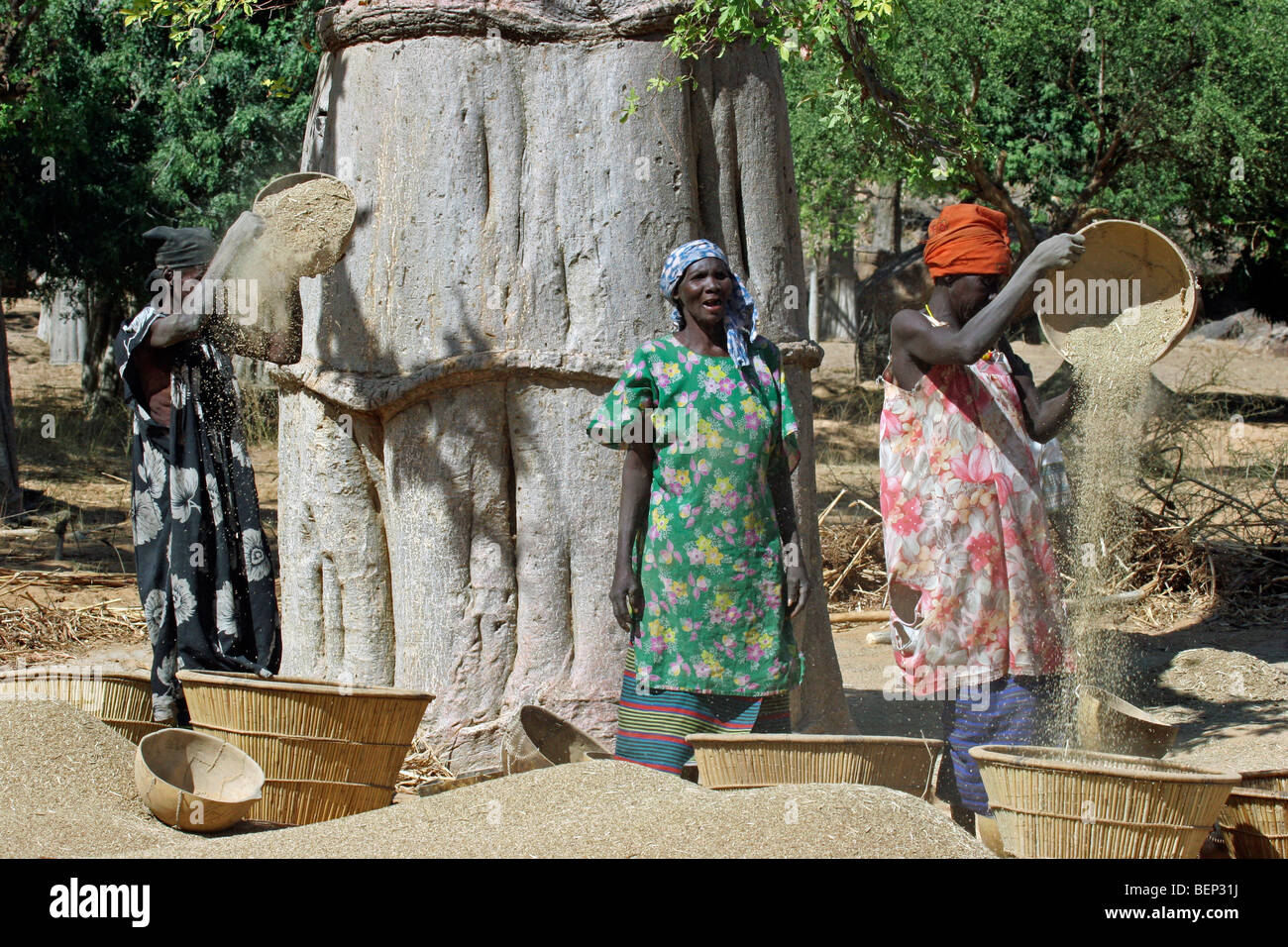 Black Dogon women separating grain from chaff by wind winnowing sorghum ...