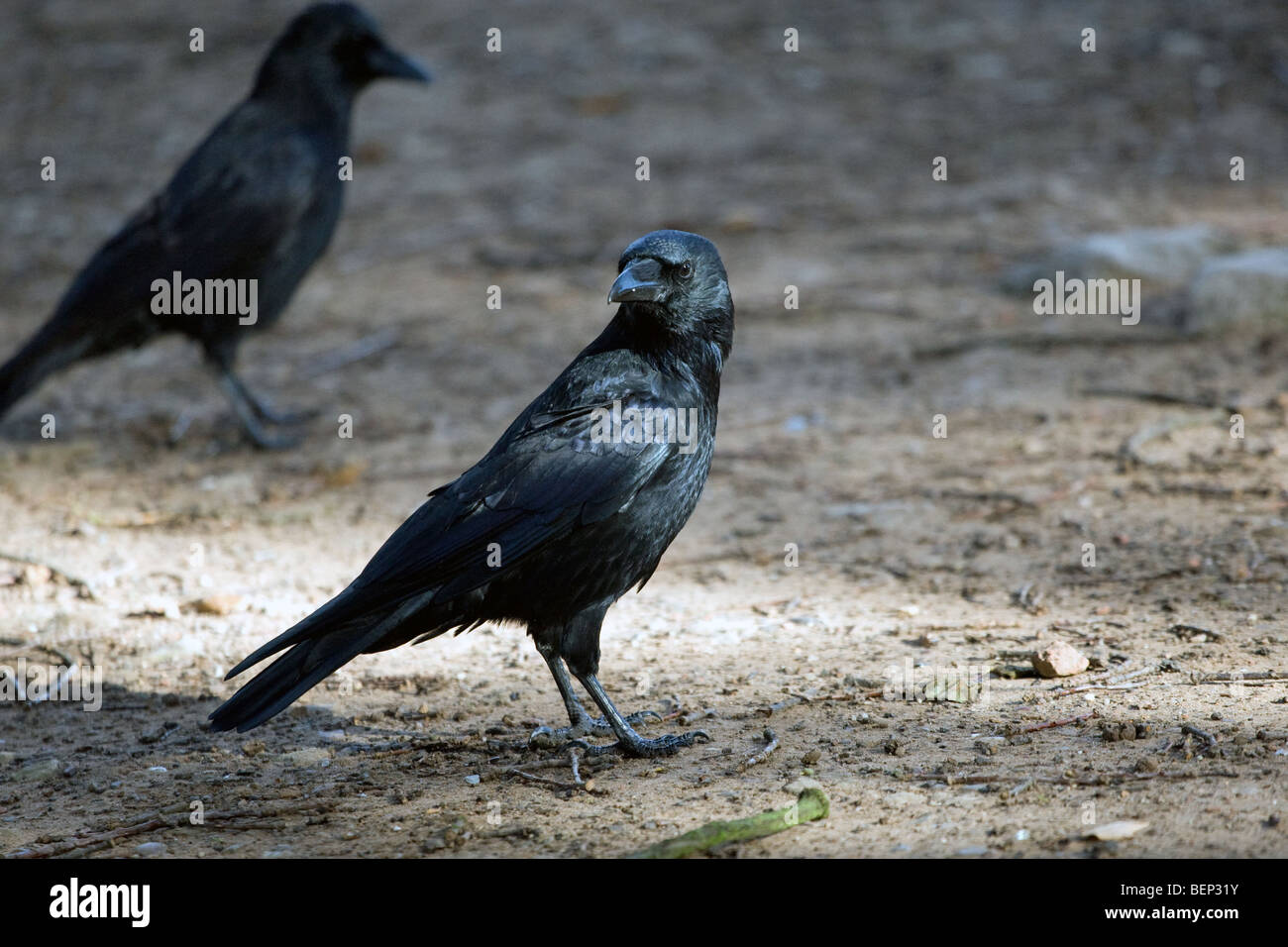 Carrion bird hi-res stock photography and images - Alamy