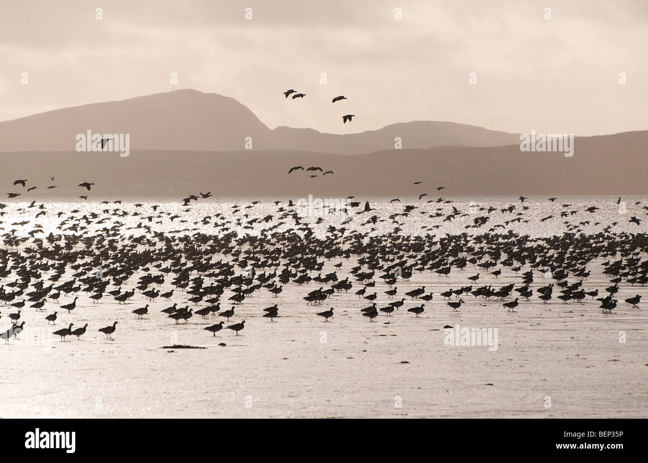 barnacle geese, isle of islay, scotland Stock Photo - Alamy