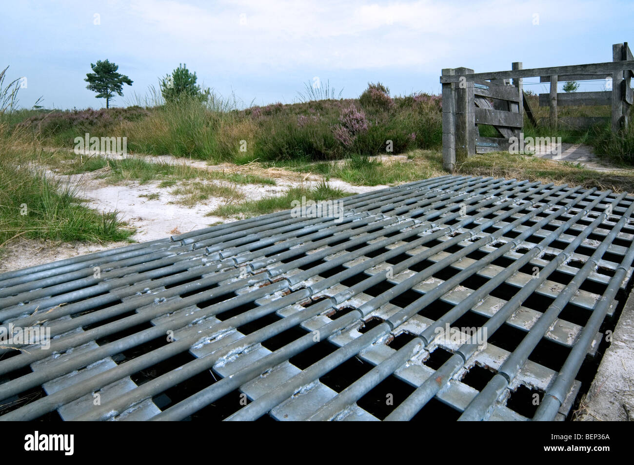 Steel cattle grid in sheep enclosure in heathland Stock Photo - Alamy