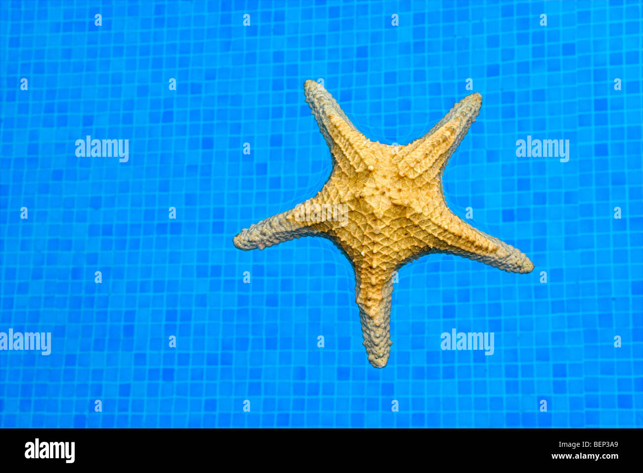 Starfish floating in bright blue pool water Stock Photo - Alamy