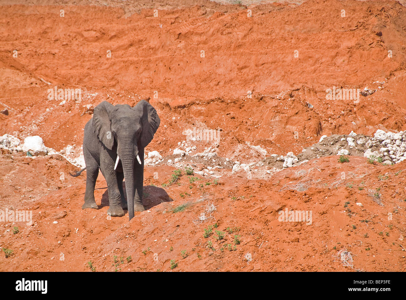 Botswana national parks hi-res stock photography and images - Alamy