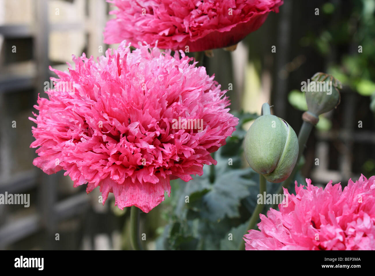Double pink opium poppy, Papaver somniferum growing in a garden in ...