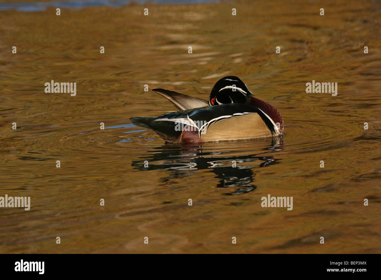 Male wood duck preening on pond Stock Photo - Alamy