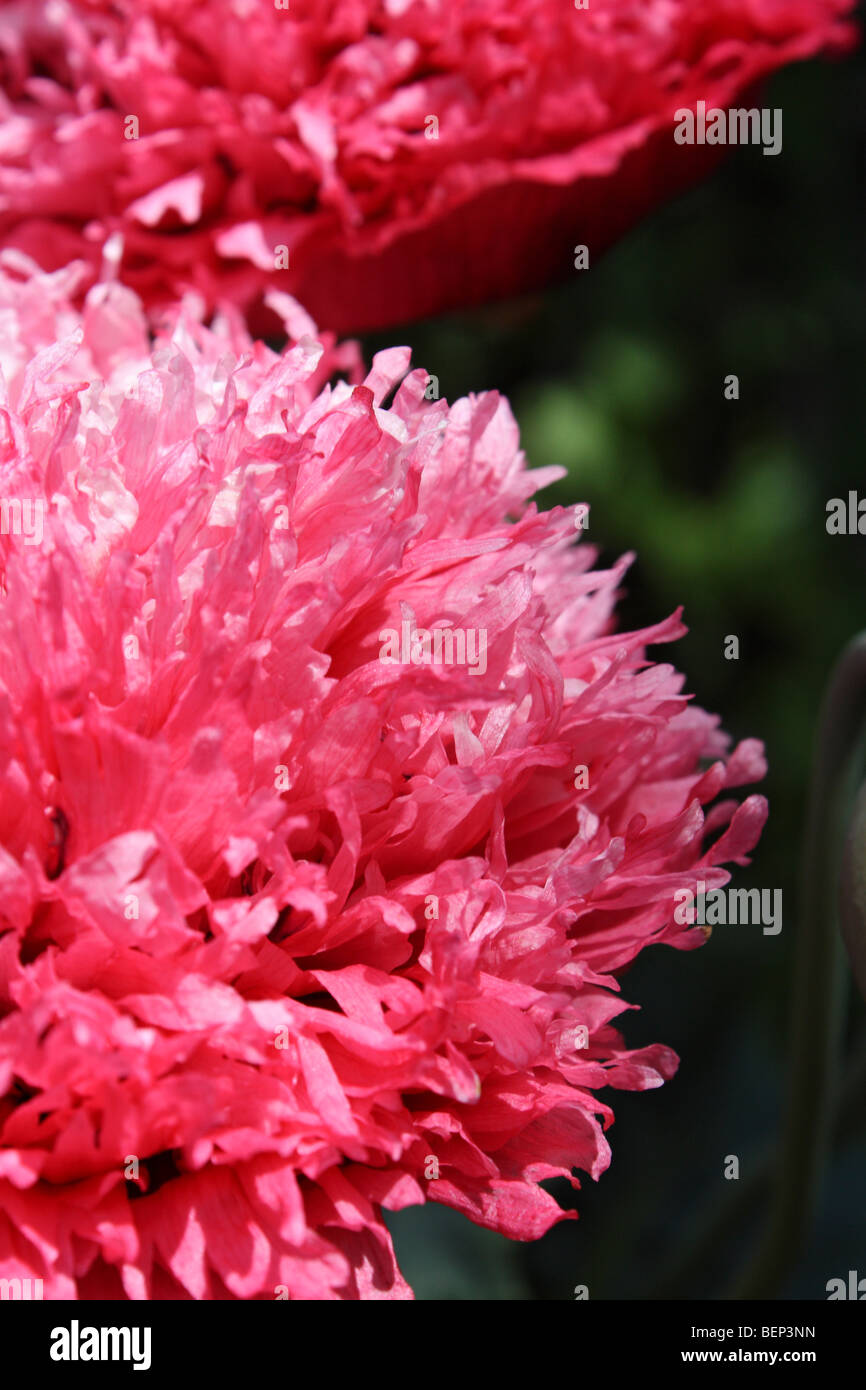 Double pink opium poppy, Papaver somniferum growing in a garden in ...