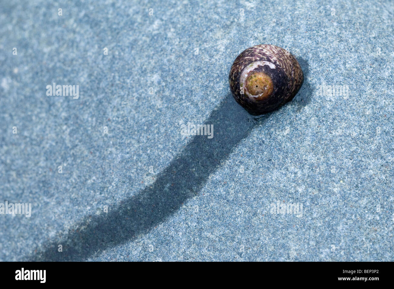 Rock snail sea shell hi-res stock photography and images - Alamy