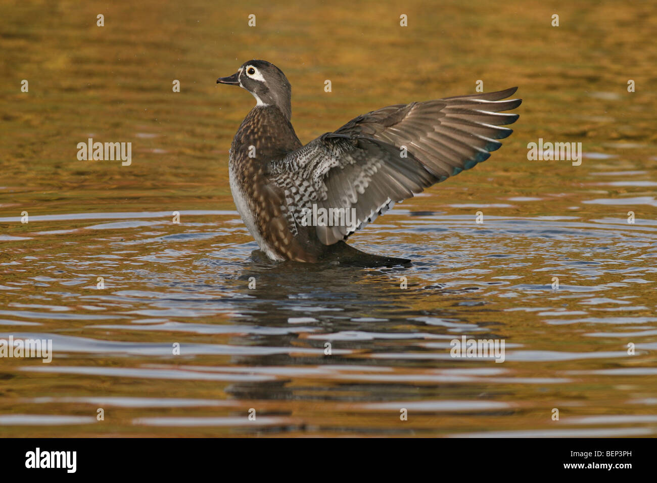 Female wood duck flapping its wings Stock Photo - Alamy