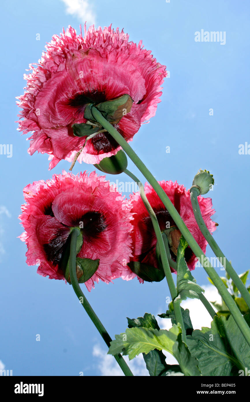 Double pink opium poppy, Papaver somniferum growing in a garden in ...