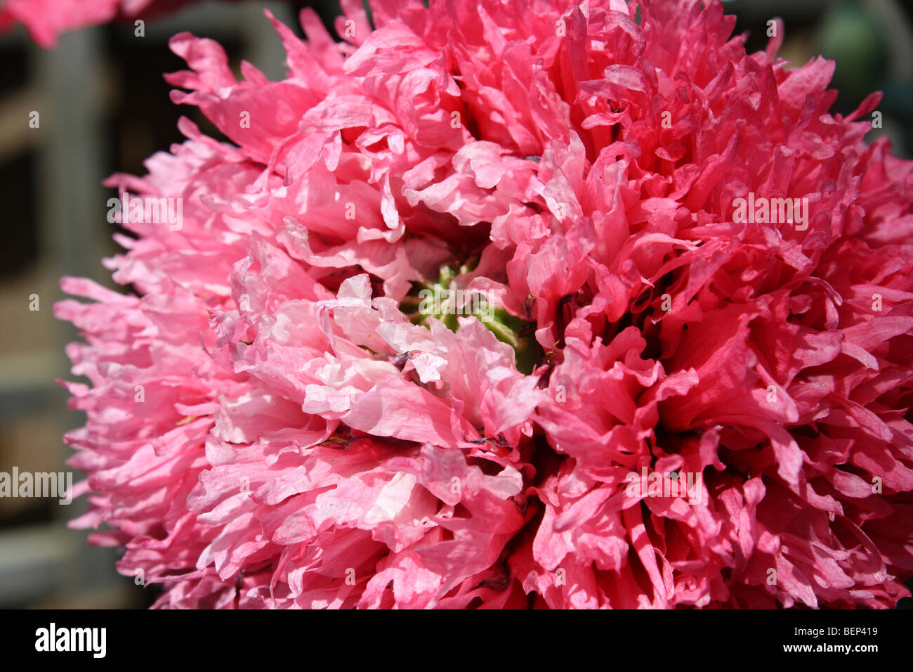 Double pink opium poppy papaver hi-res stock photography and images - Alamy