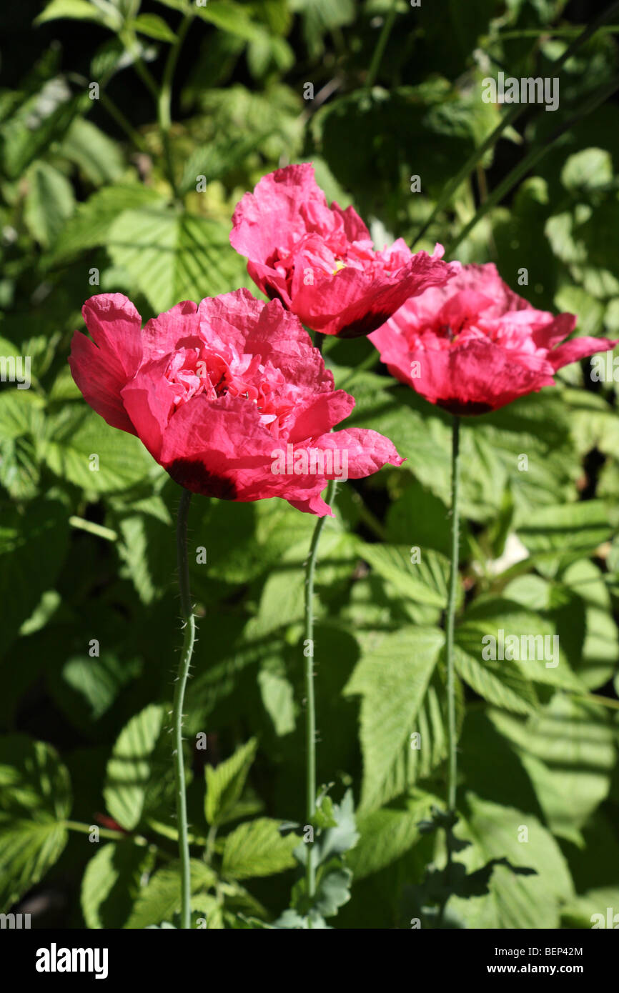 Double pink opium poppy, Papaver somniferum growing in a garden in ...