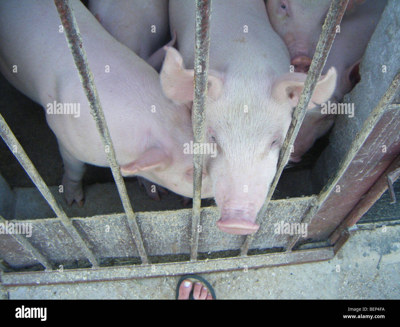 Large White commercial pig Kafue Zambia Africa Stock Photo - Alamy
