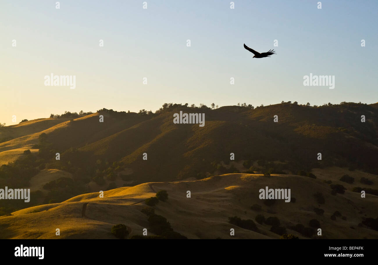 A hawk soars over the golden hills of Mount Diablo State Park in Contra ...