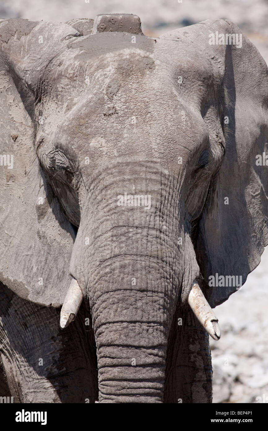 Tracking device elephant hi-res stock photography and images - Alamy