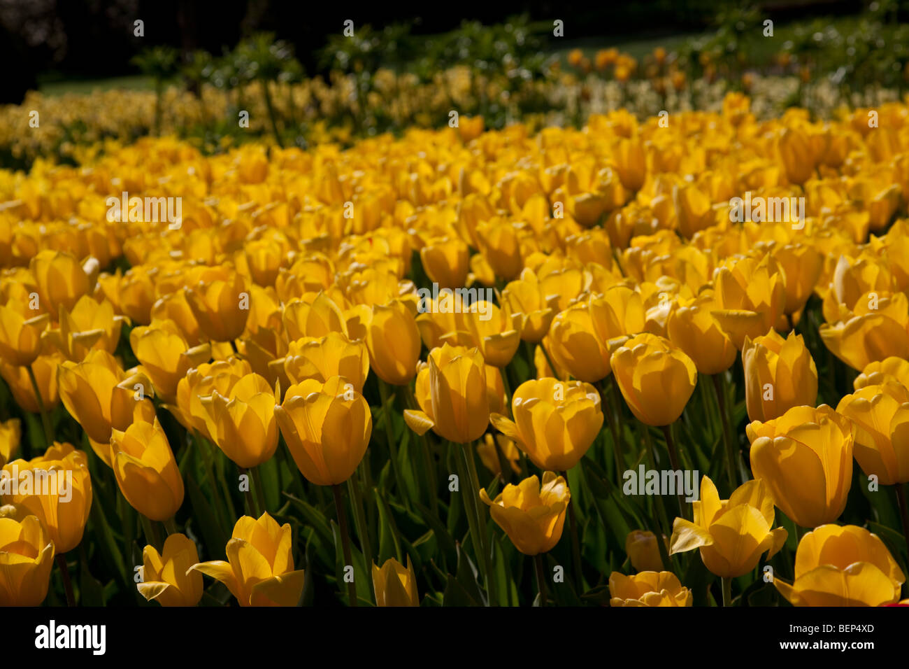Yellow late tulips at Longwood Gardens, Kennett Square, Pennsylvania ...