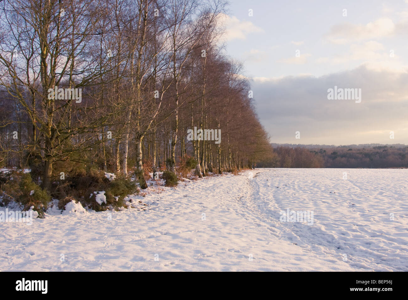 A line of silver birch trees lit by late sunlight after snow in in ...