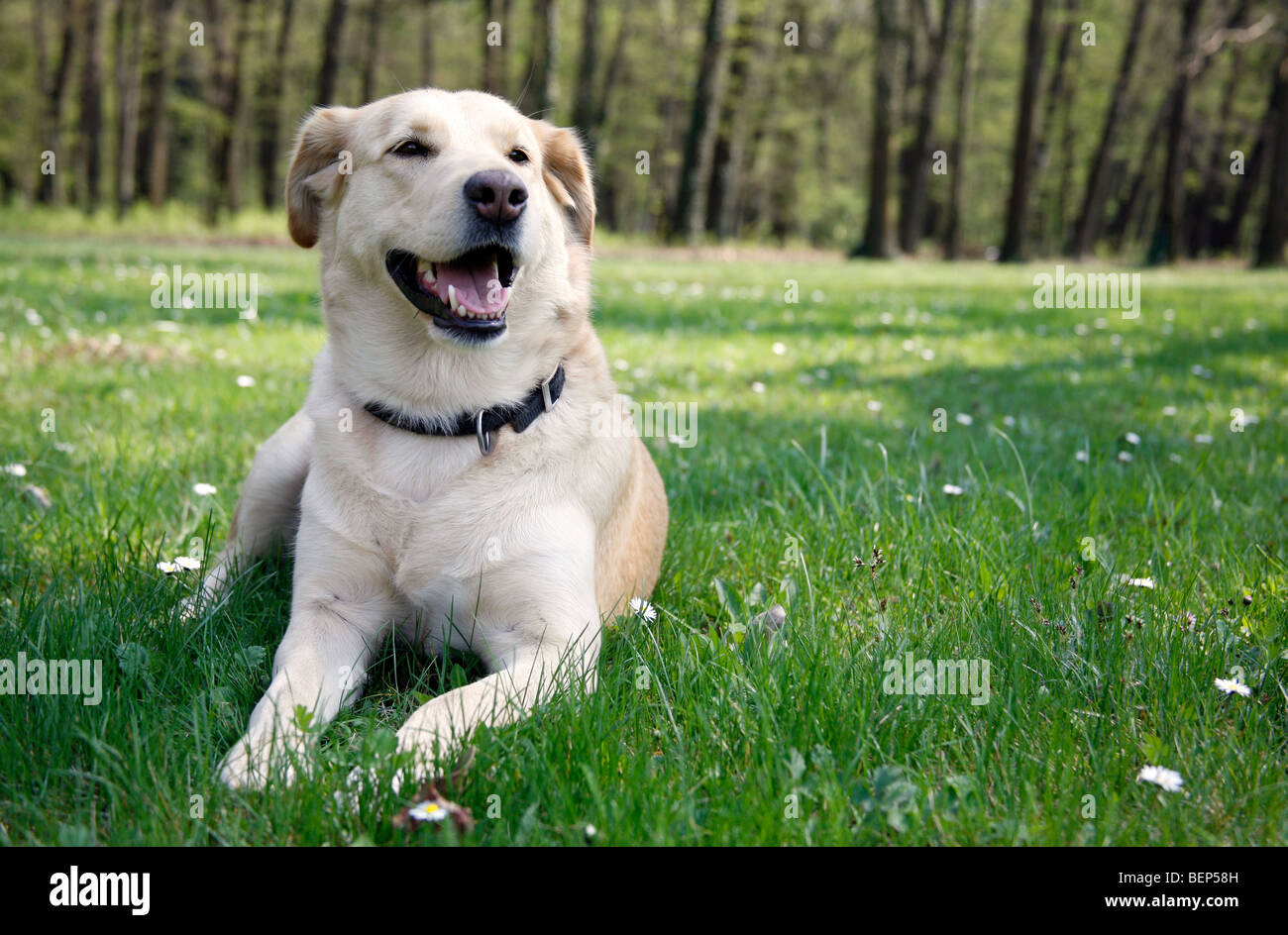 Young female labrador laying in the spring grass Stock Photo - Alamy
