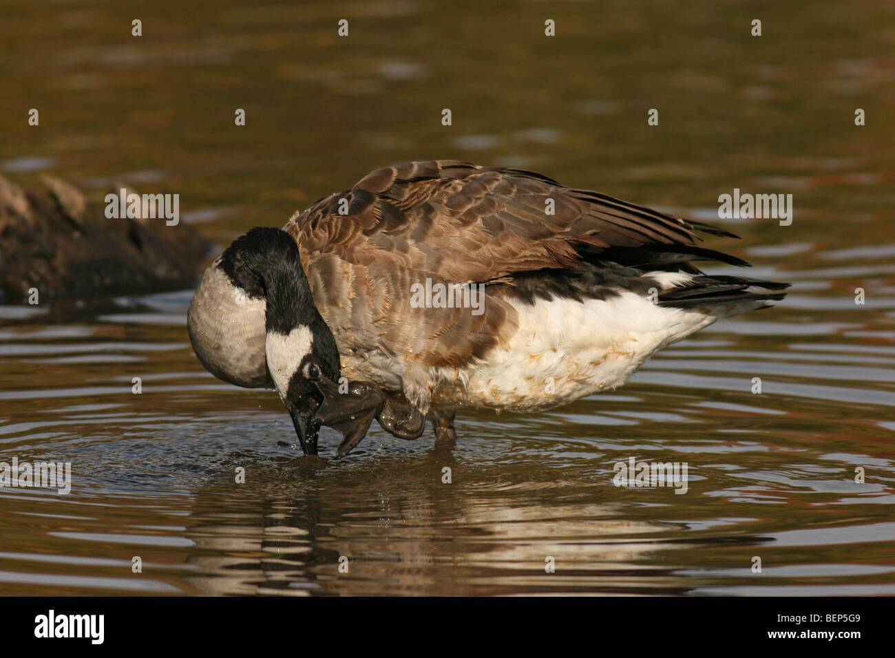 Injured goose injured bird hi-res stock photography and images - Alamy