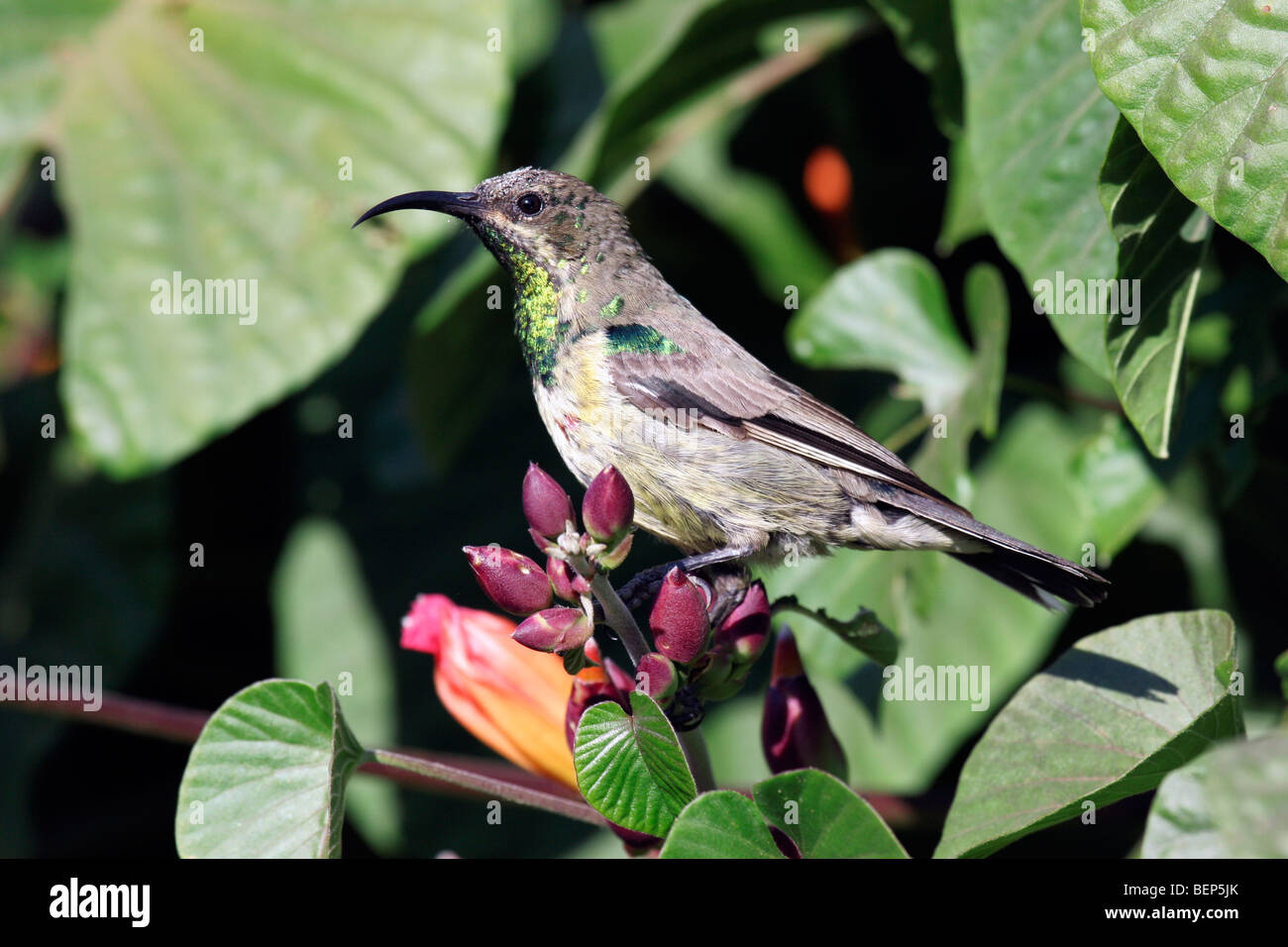 African sunbirds hi-res stock photography and images - Alamy