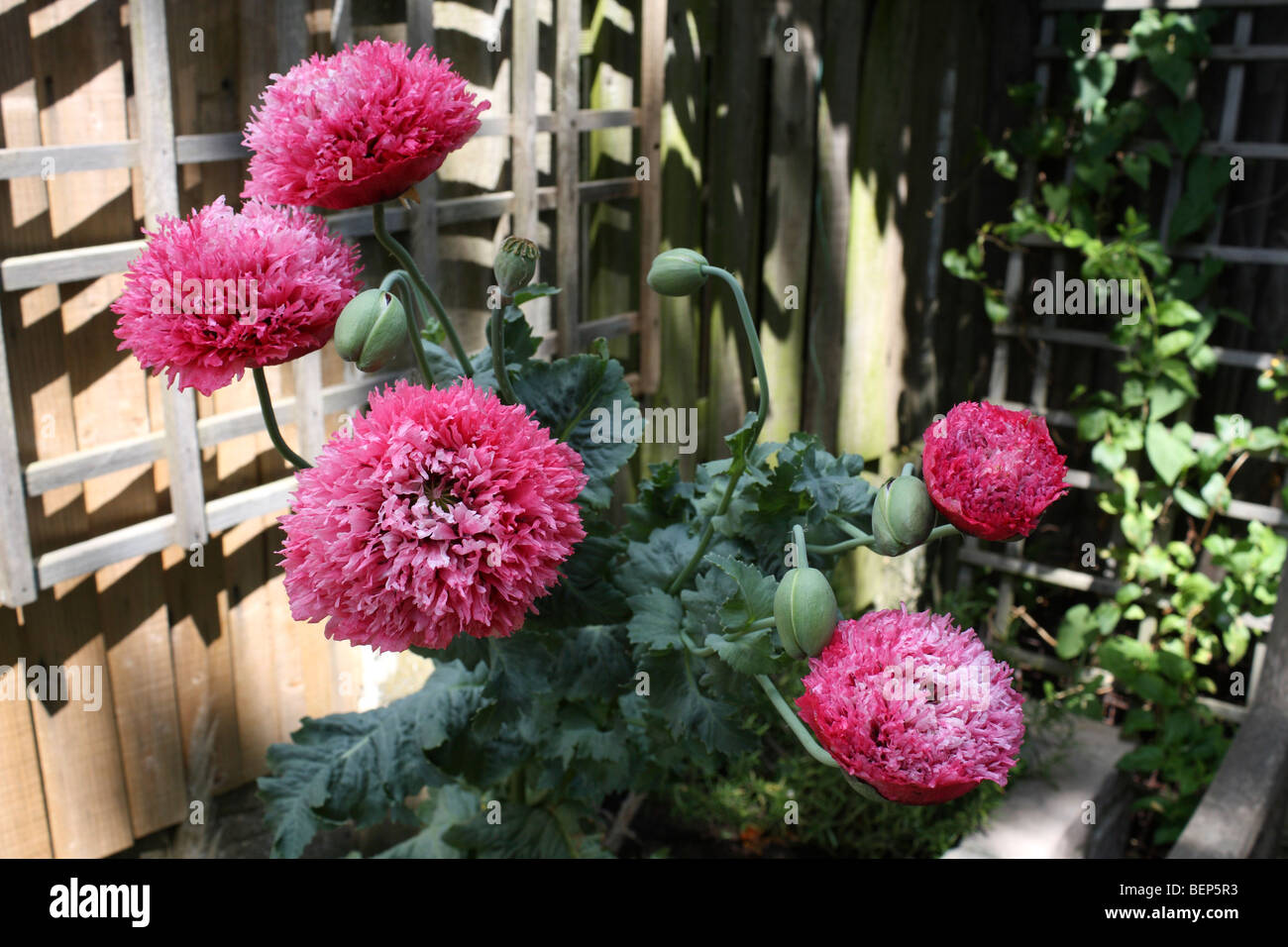 Double poppy hi-res stock photography and images - Alamy