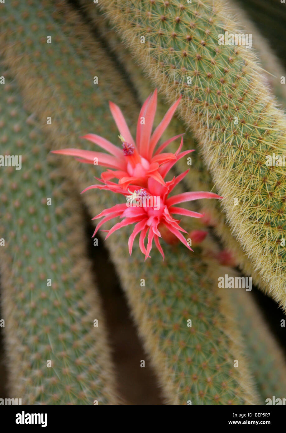 Cleistocactus hi-res stock photography and images - Alamy