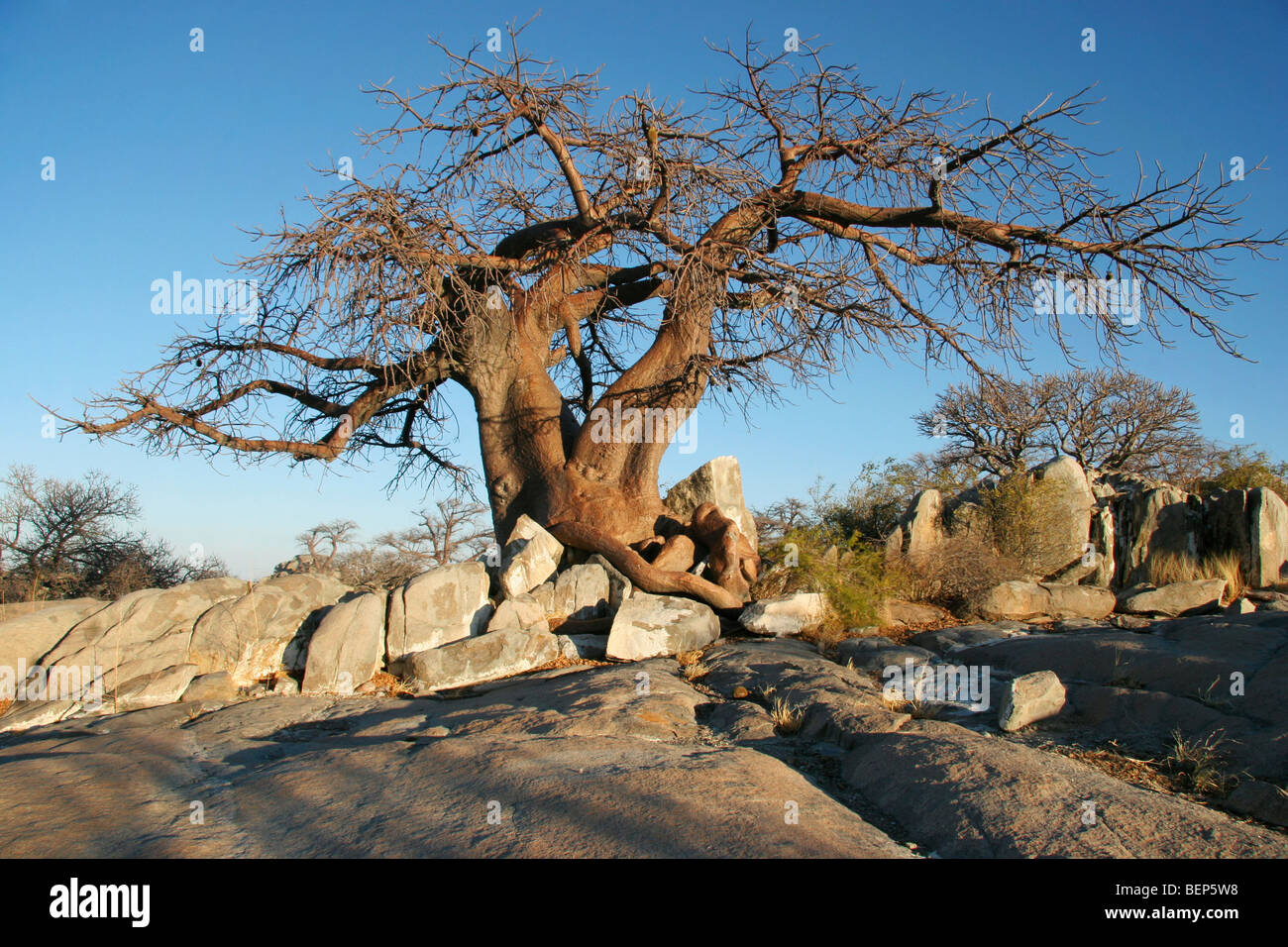 Baobab tree (Adansonia digitata) on Kubu Island in the Makgadikgadi Pan ...