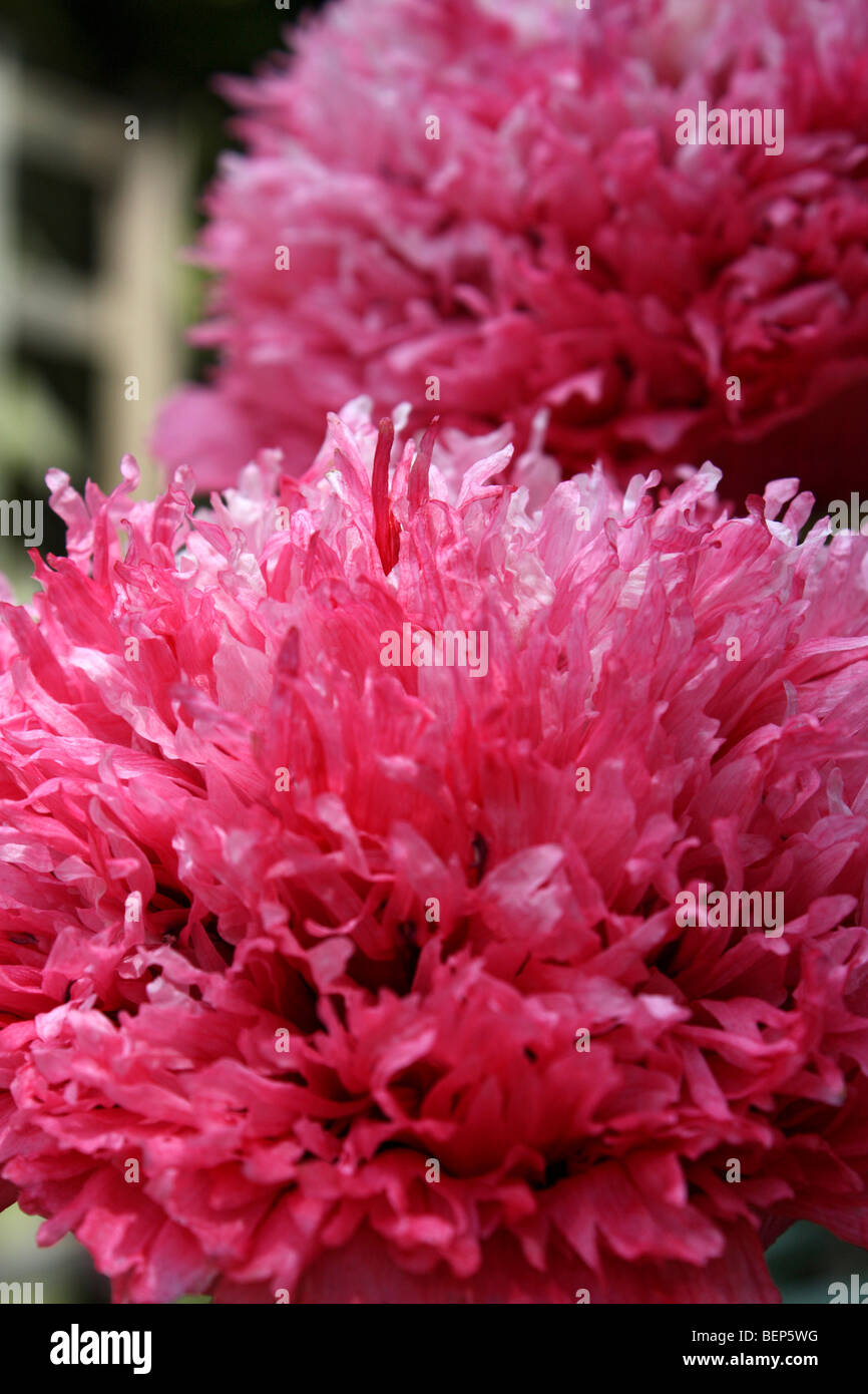 Double pink opium poppy, Papaver somniferum growing in a garden in ...