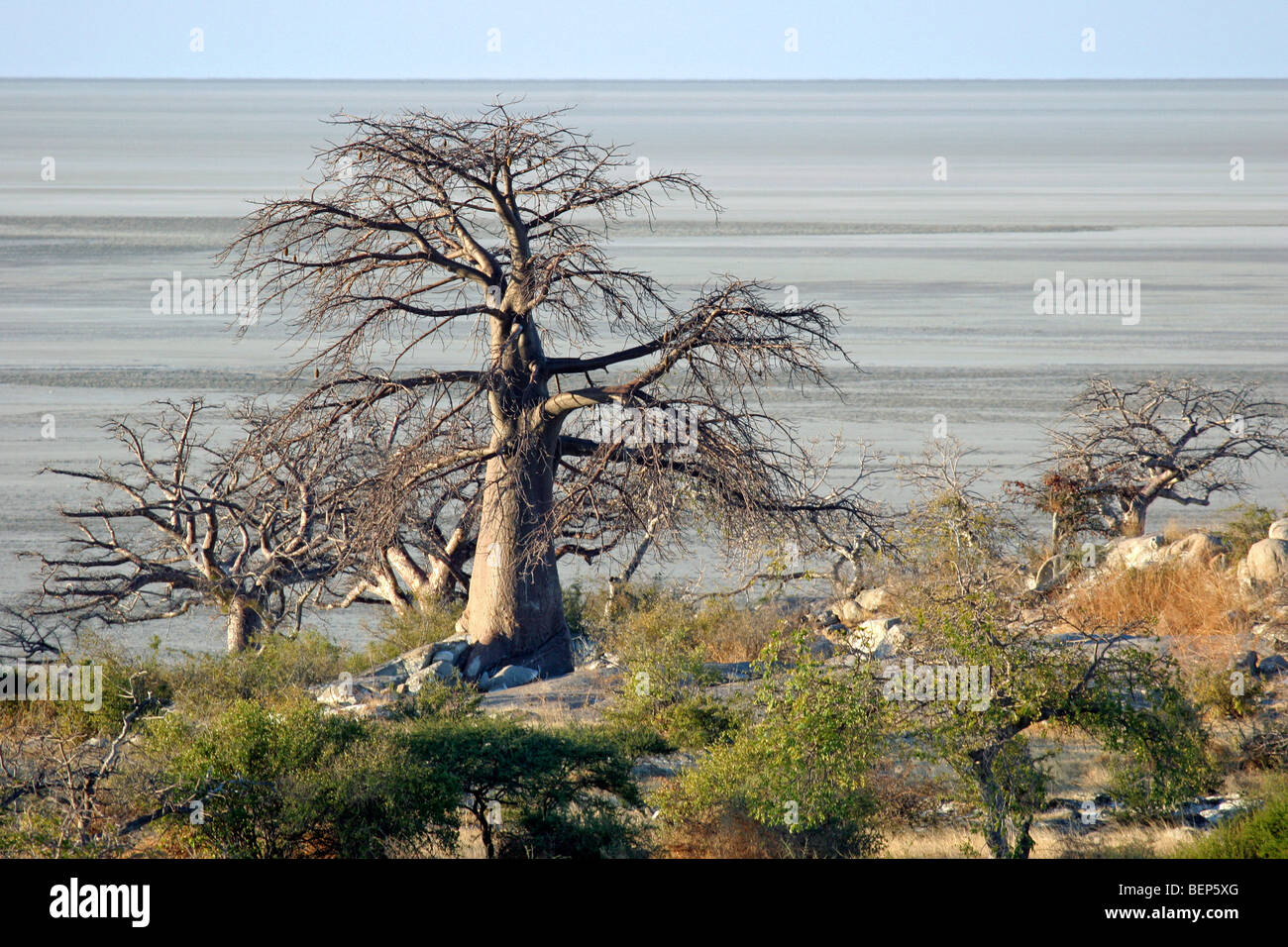 Baobab trees (Adansonia digitata) on Kubu Island in the Makgadikgadi ...