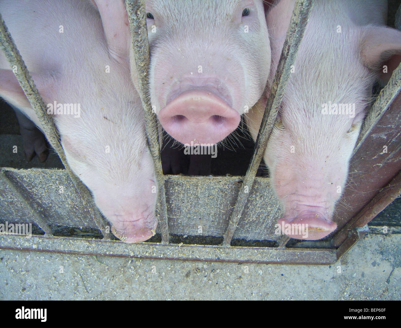 Commercial pig hi-res stock photography and images - Alamy